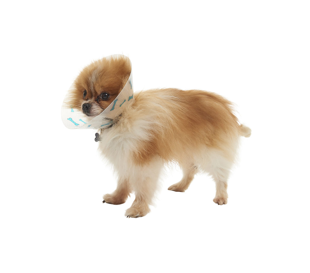 BUSTER Clic Collars - Bone Design - Provet Australia