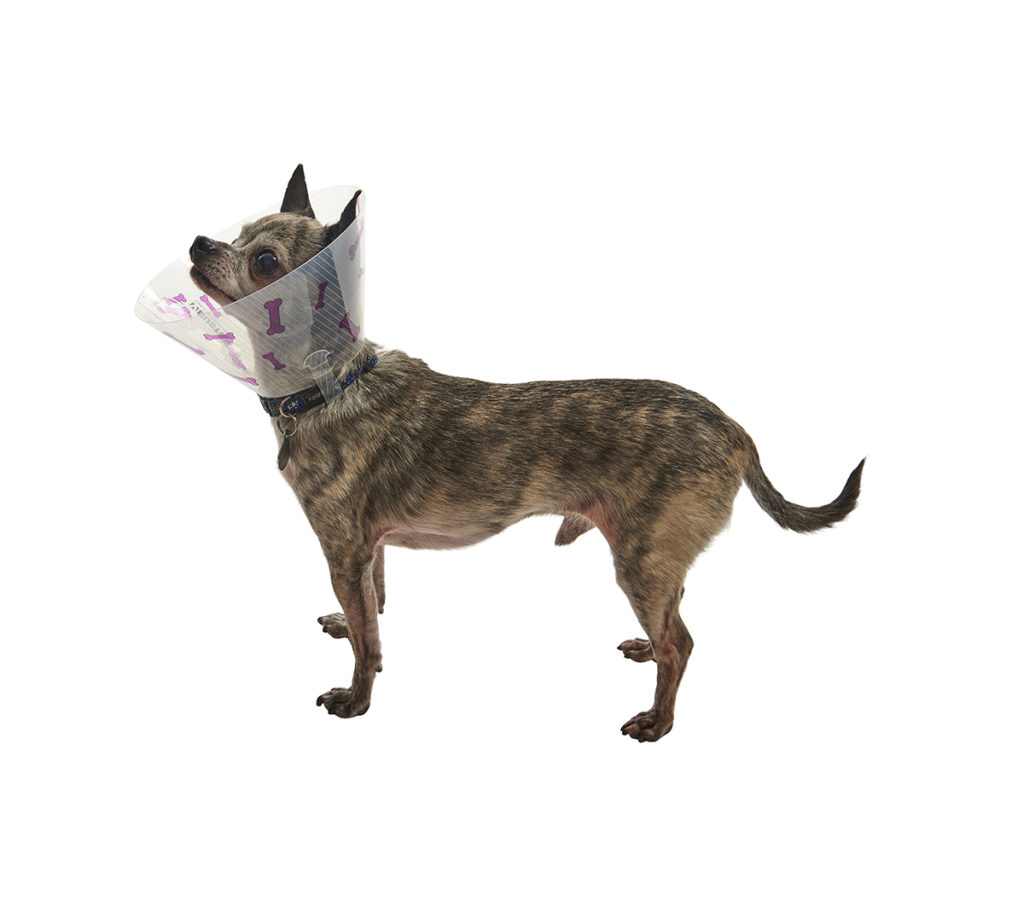 BUSTER Clic Collars - Bone Design - Provet Australia