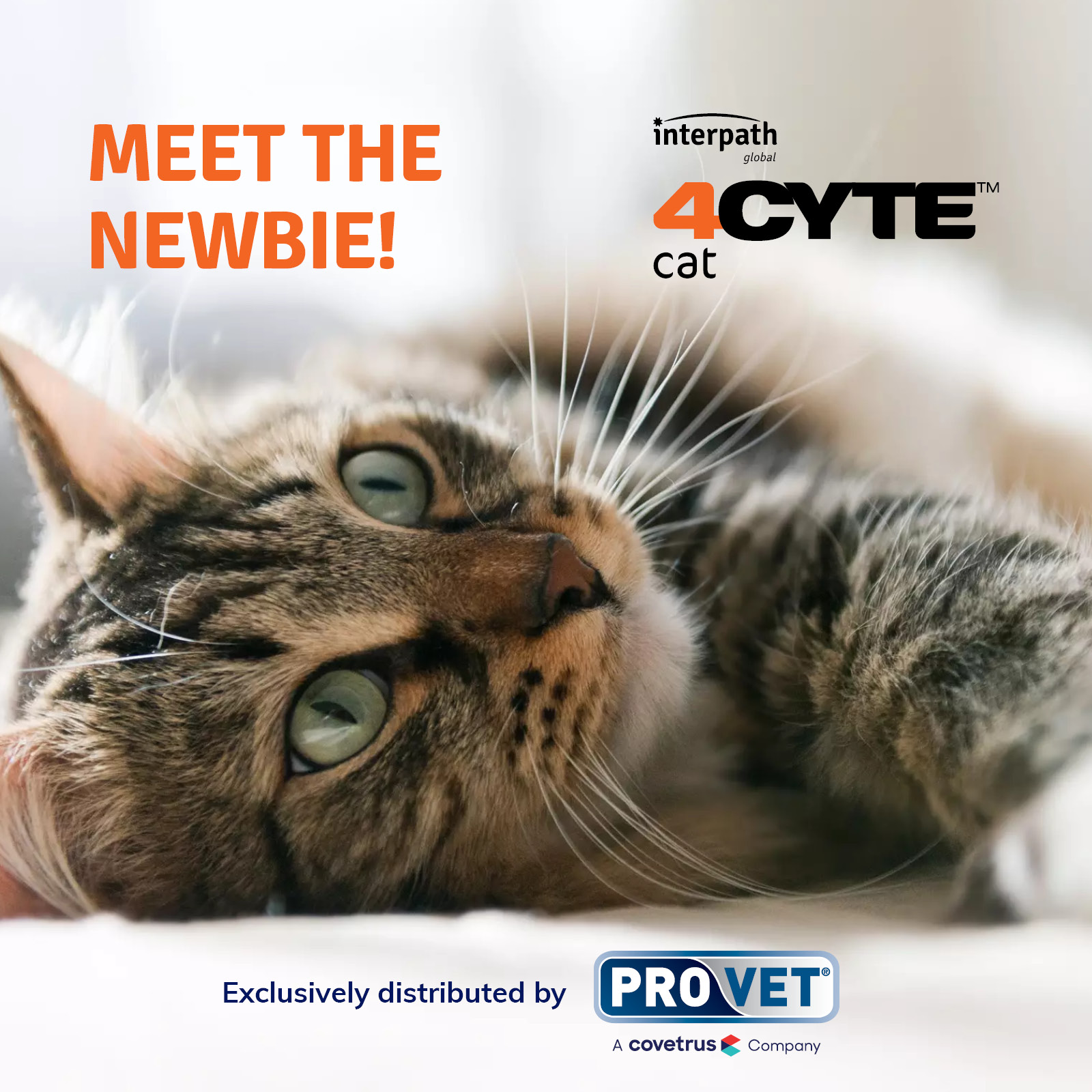 Provet News - Provet Australia