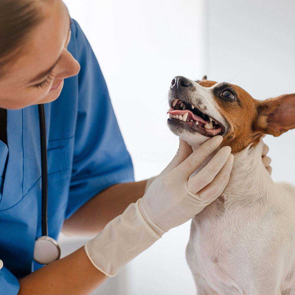 Provet Australia - Veterinary Supplies & Distribution