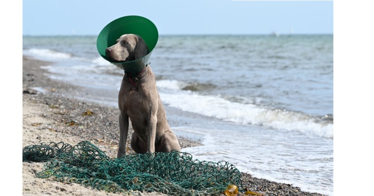 BUSTER Green Ocean Collar - Provet Australia
