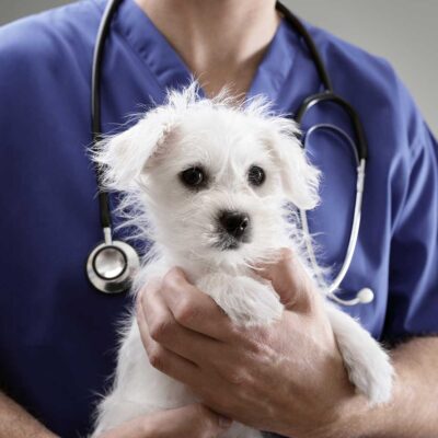 Provet Australia - Veterinary Supplies & Distribution