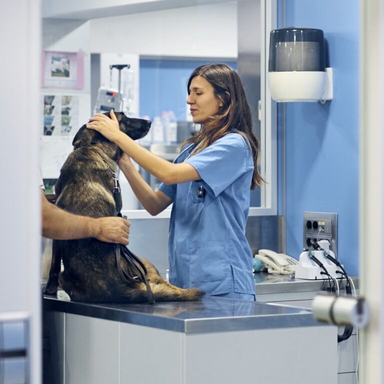 Provet Australia - Veterinary Supplies & Distribution